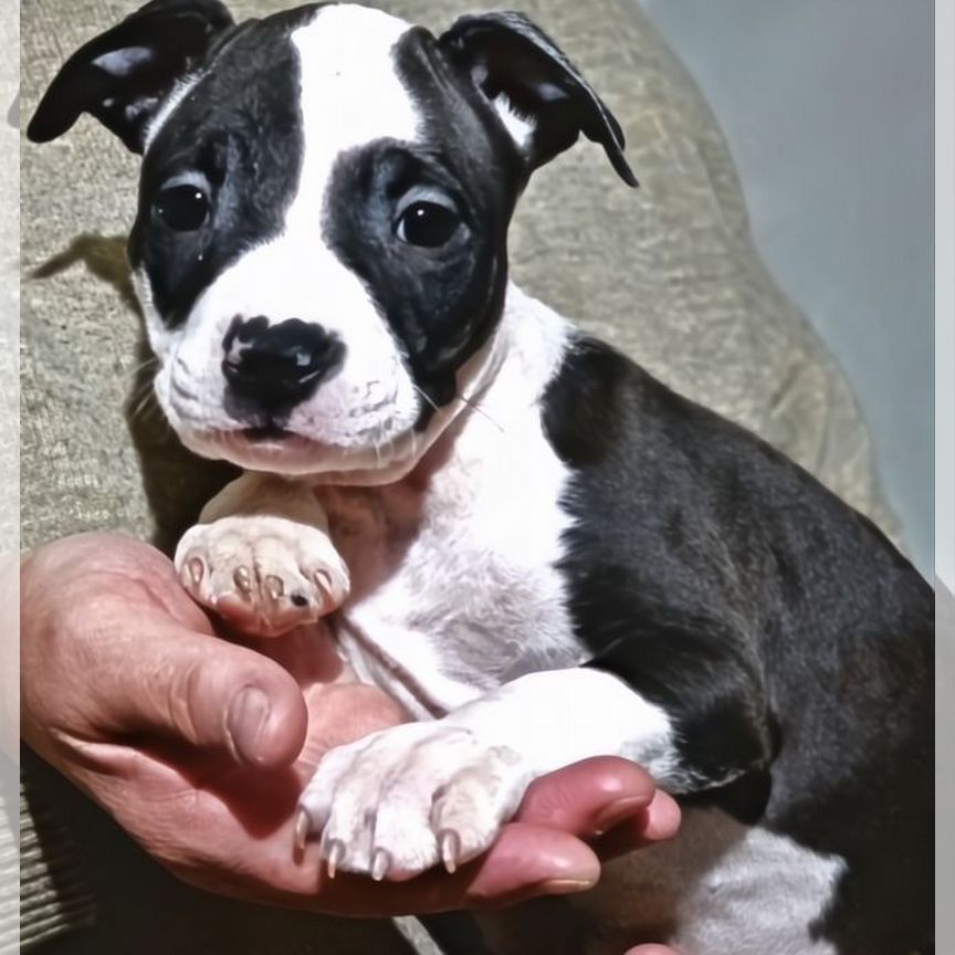 Американский стаффордширский терьер, щенок