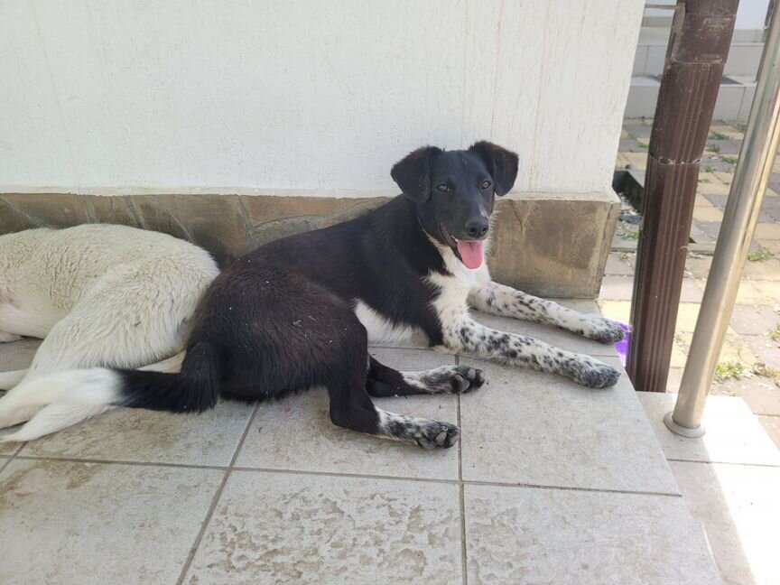 Собака улыбака 11 месяцев по колено стерилизована