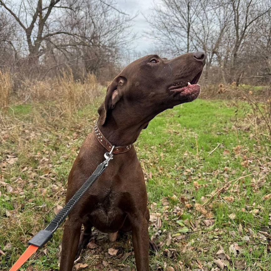 Ищем невесту для мальчика. Мальчику 3 года