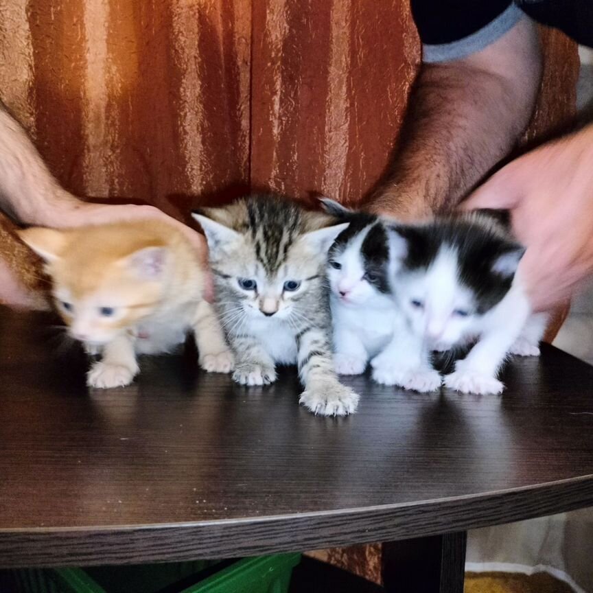 Котята в добрые руки