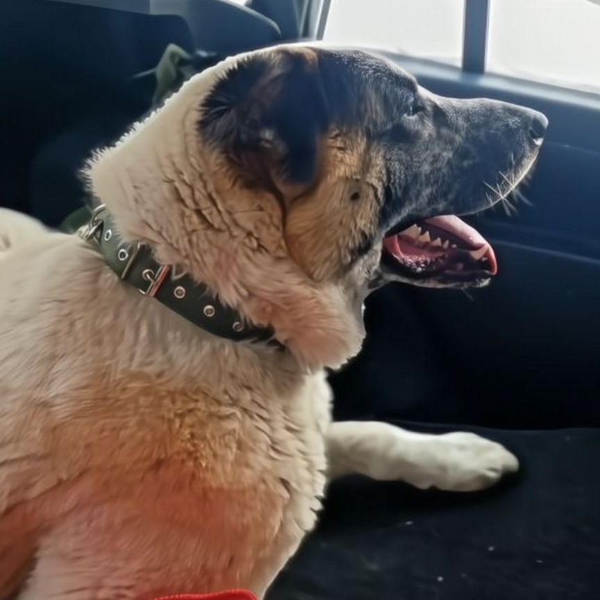 Взрослый пёс в добрые руки