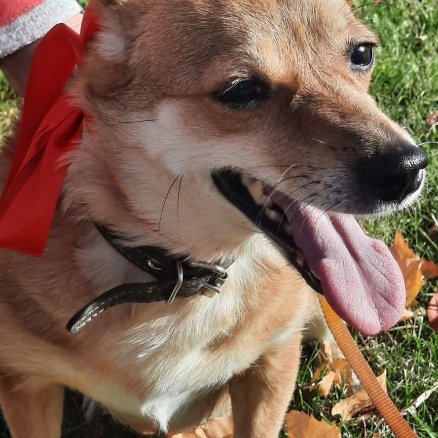 Собачечка в поисках дома