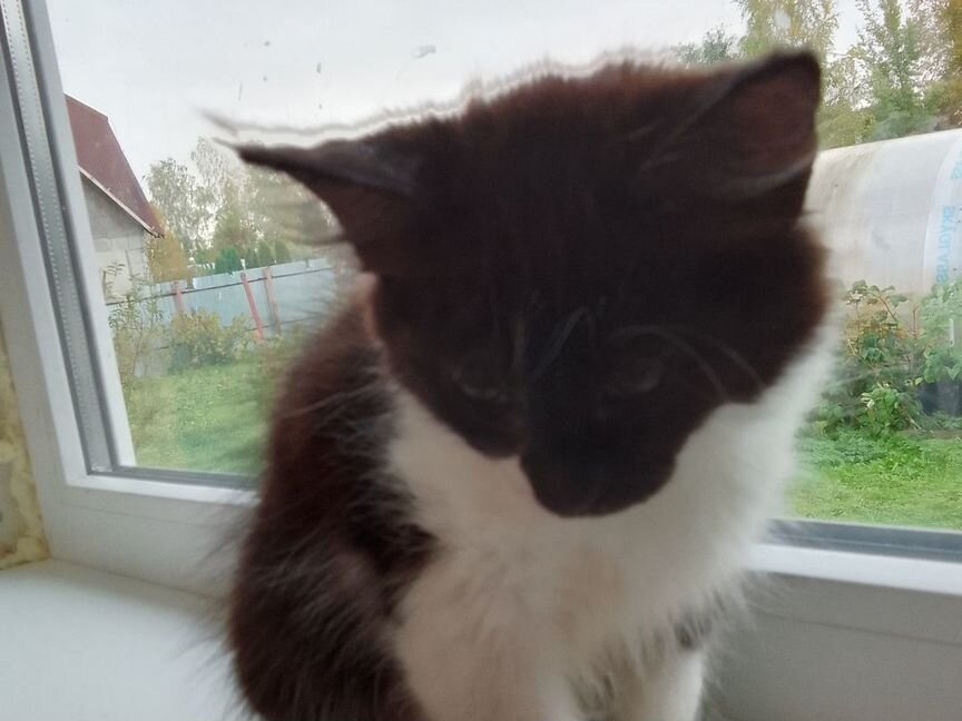 Мейн-кун девочка