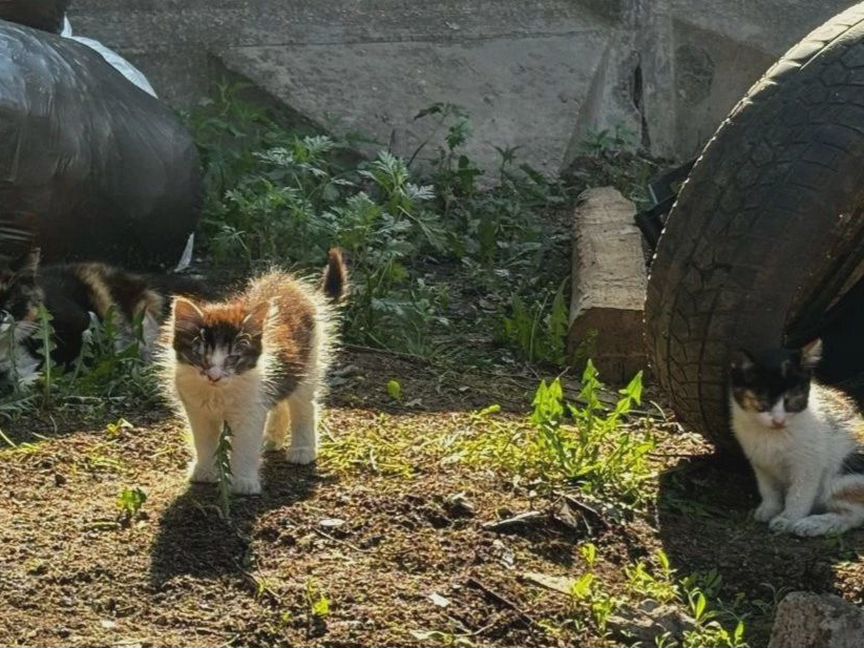 Котятам с автосервиса нужна передержка или дом