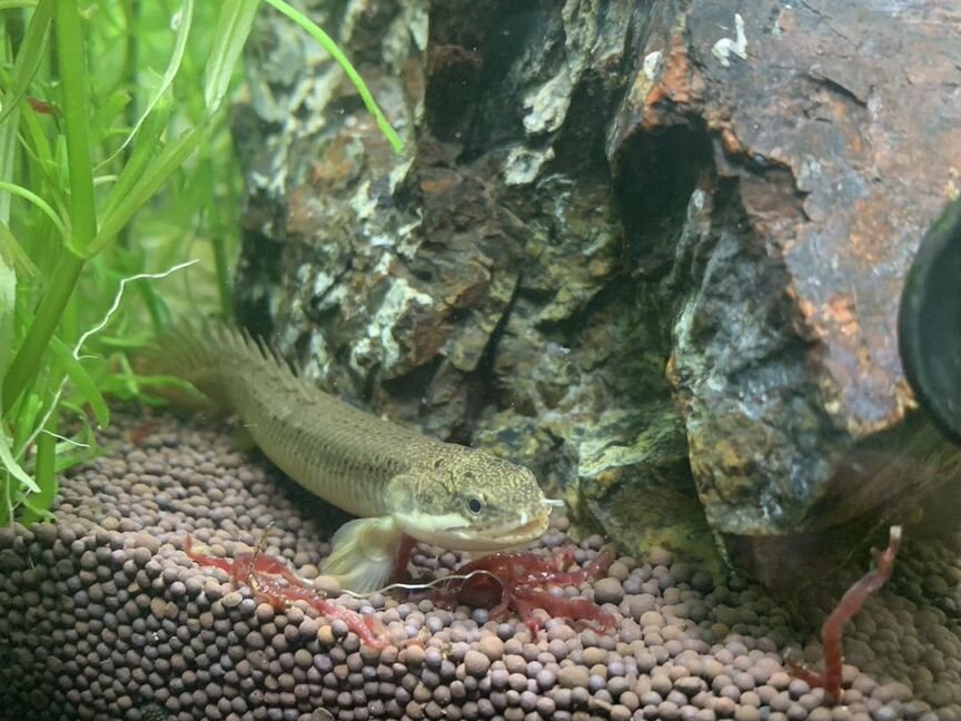 Полиптерус сенегальский и альбинос