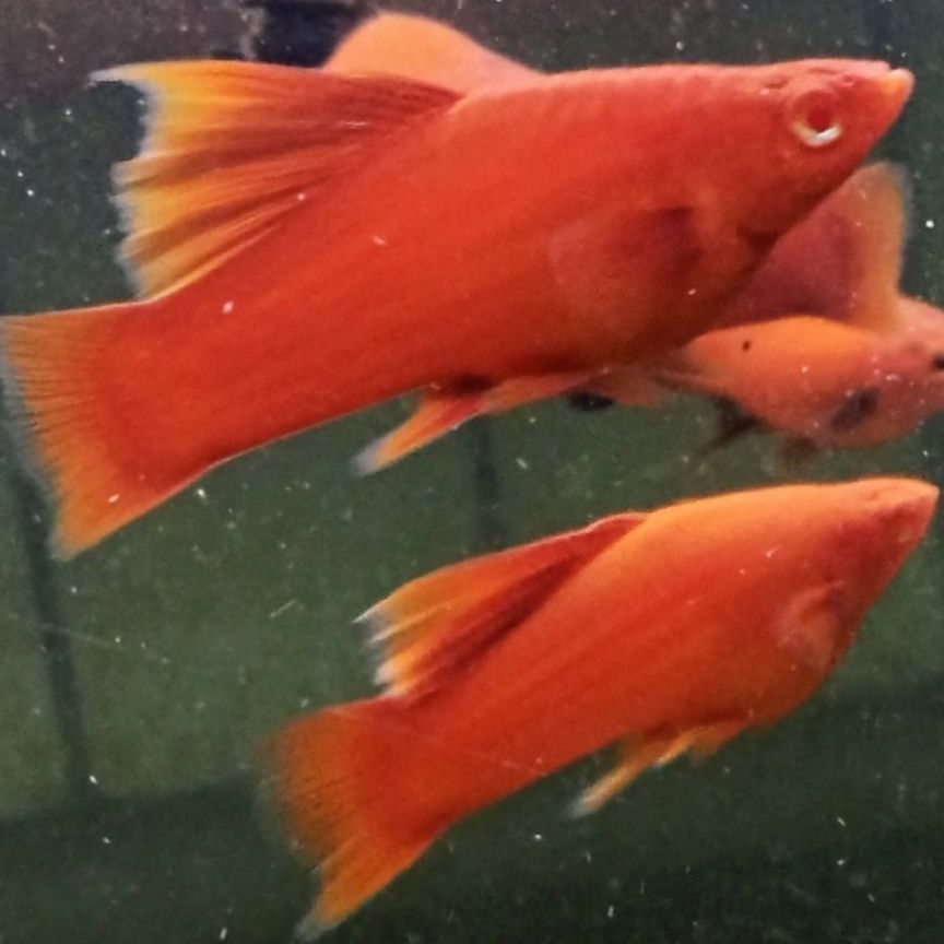 Меченосцы флаговые рубин