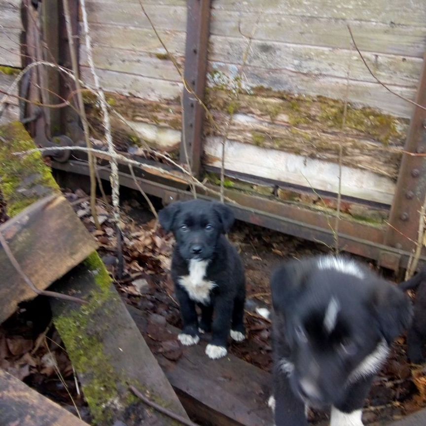 Щенки в добрые руки