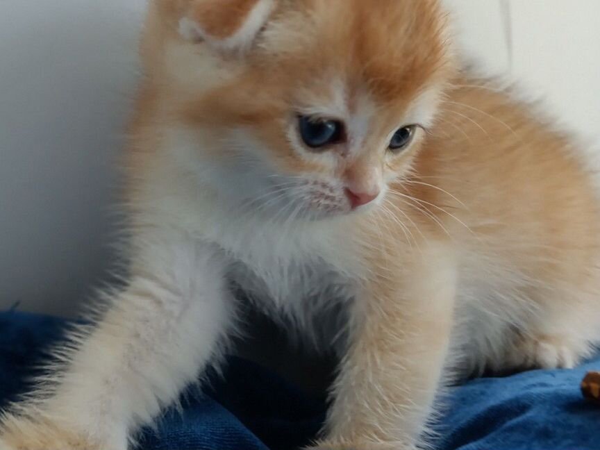 Шотландские золотые шиншиллы котята