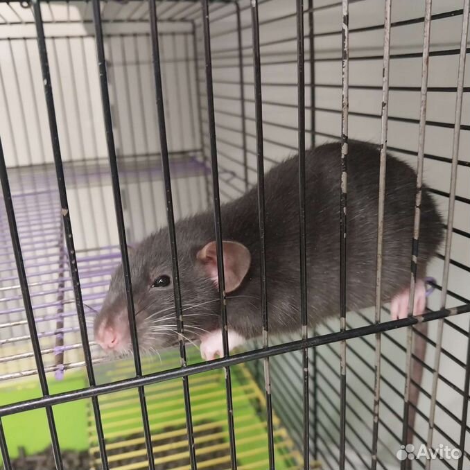 Декоративная крыса