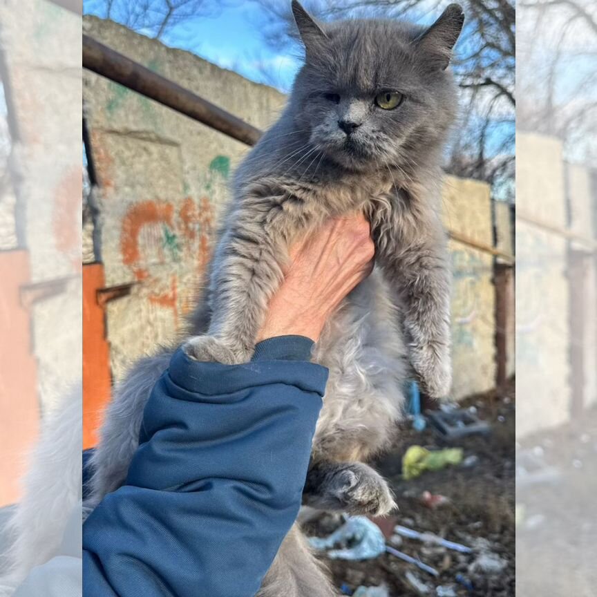 Взрослая кошка в добрые руки