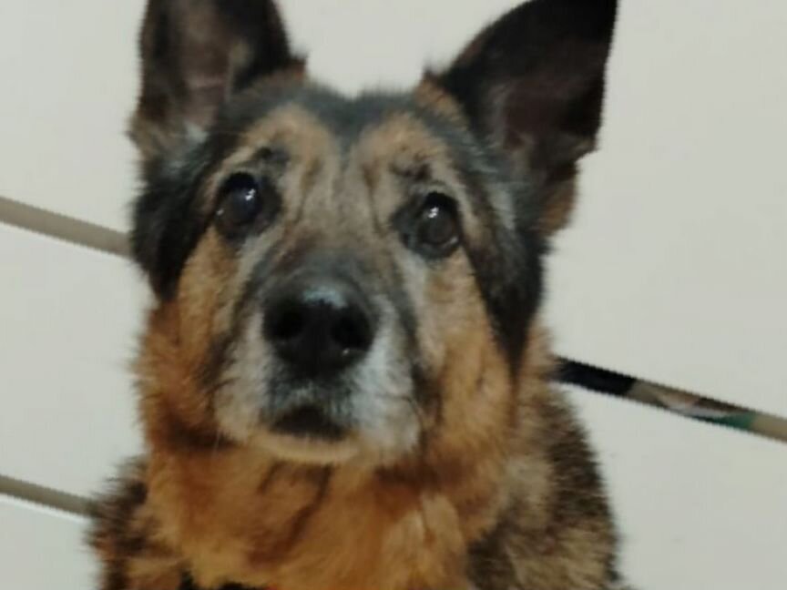 Идеальная собака