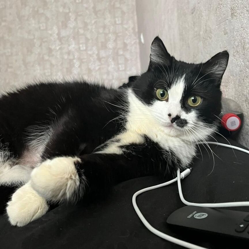 Котик Ларсик ищет семью