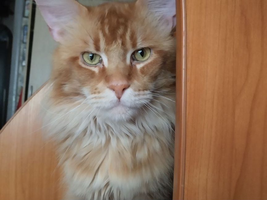 Кот Федя