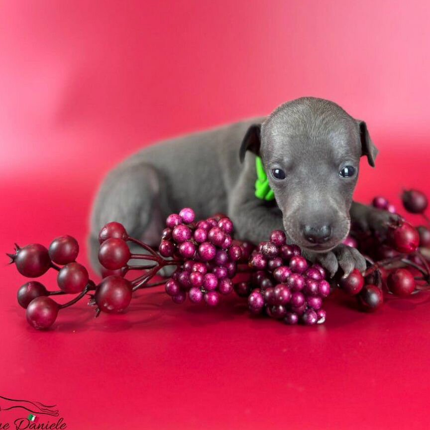 Левретка, щенок