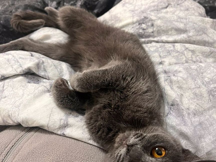 Котик 5 мес ищет дом