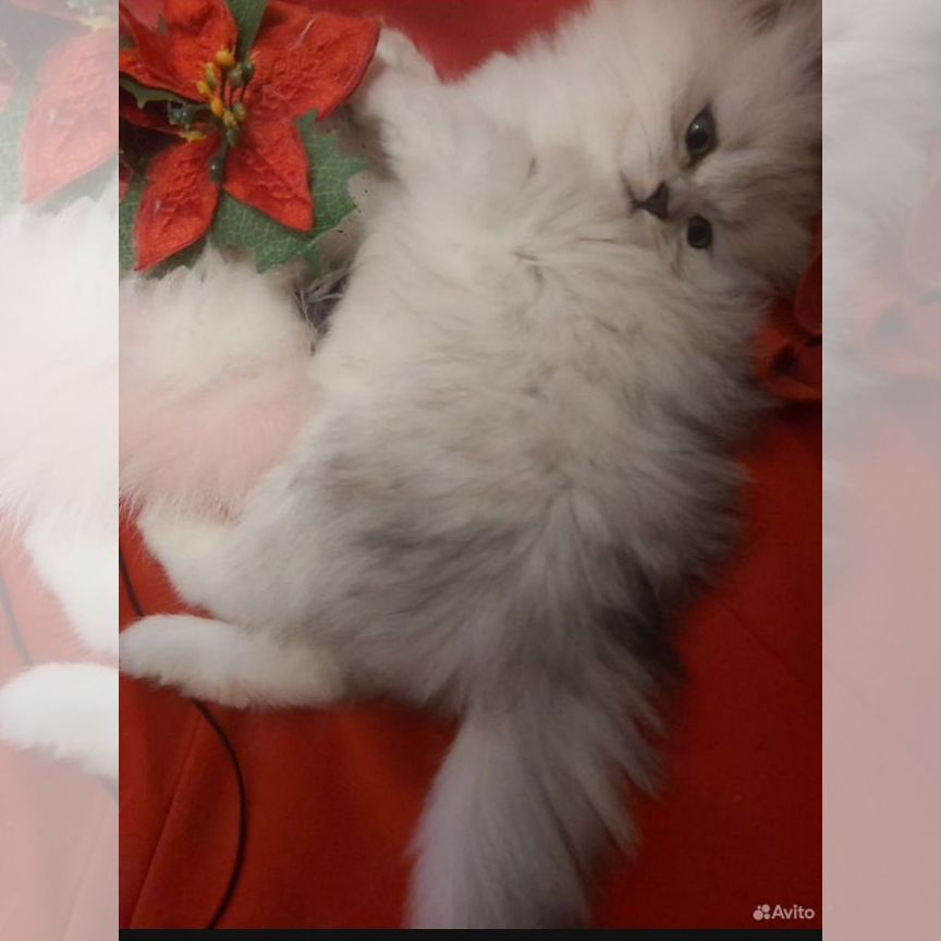 Шотландский вислоухий длинношёрстный котёнок