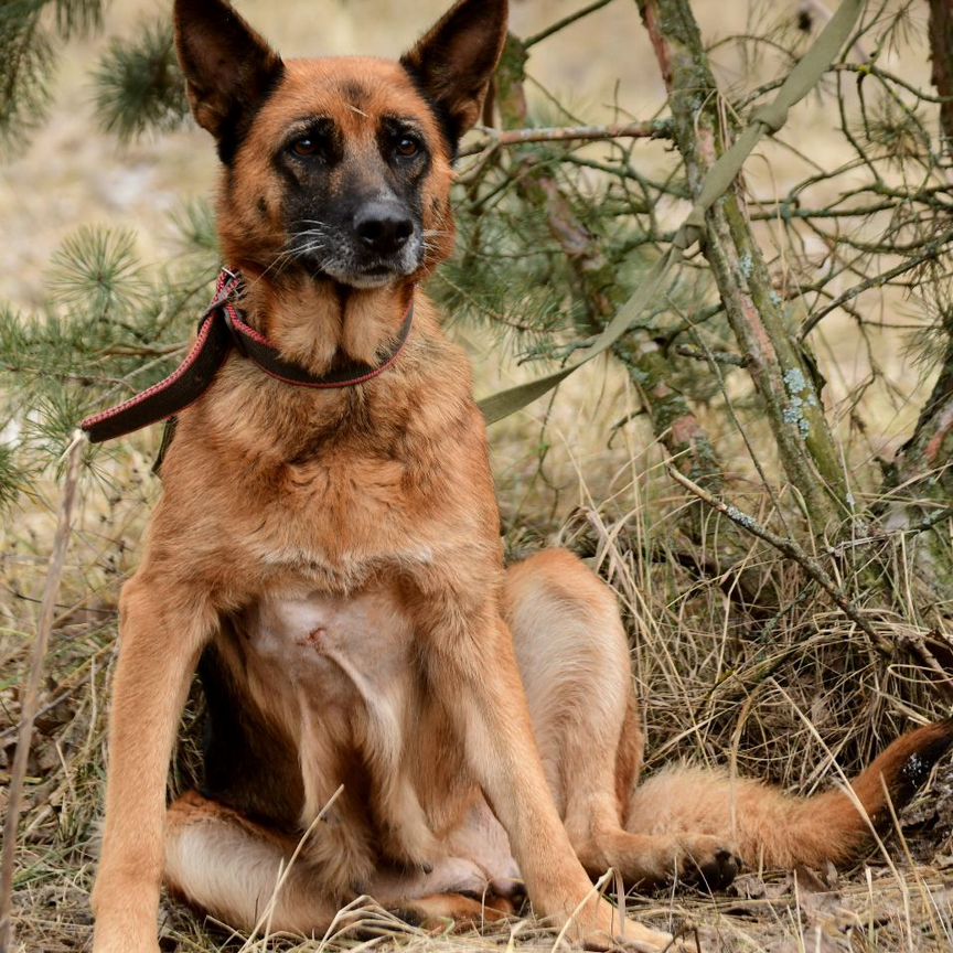 Немецкая овчарка, взрослая собака