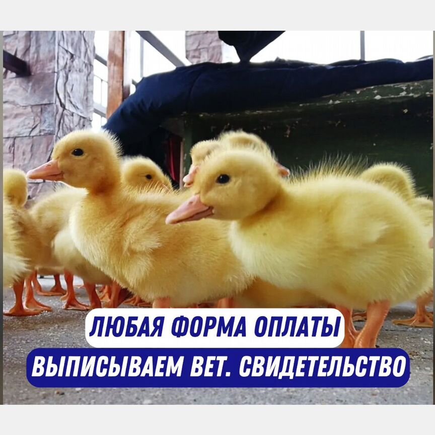 Утята ст 5 оптом от 50 шт. доставка бесплатная