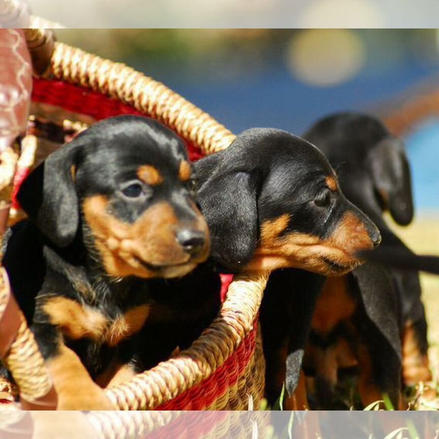 Карликовая такса, щенок