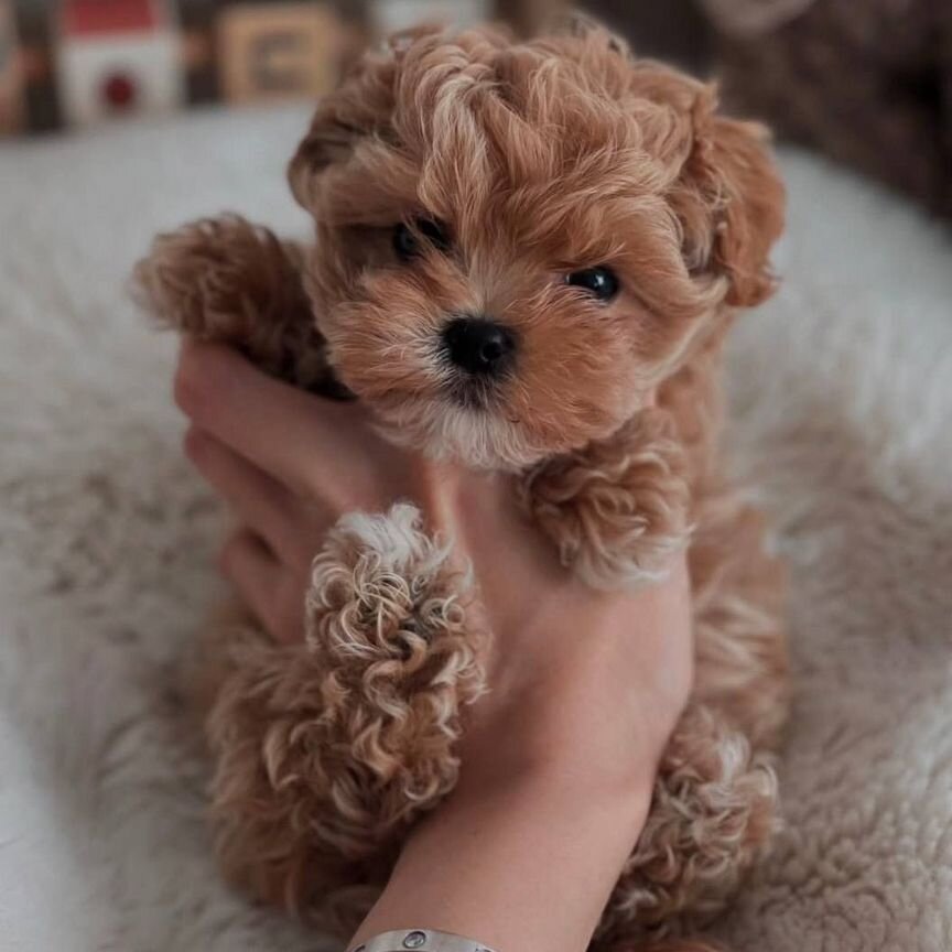 Яркий мальтипу