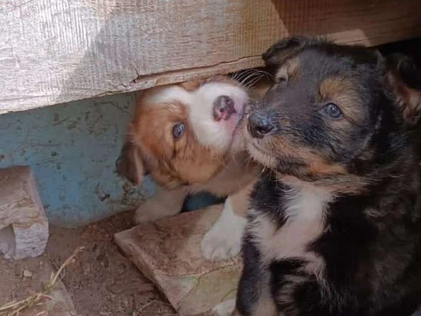 Отдам кота в добрые руки