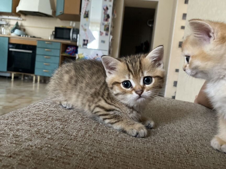 Котята золотая британская шиншилла