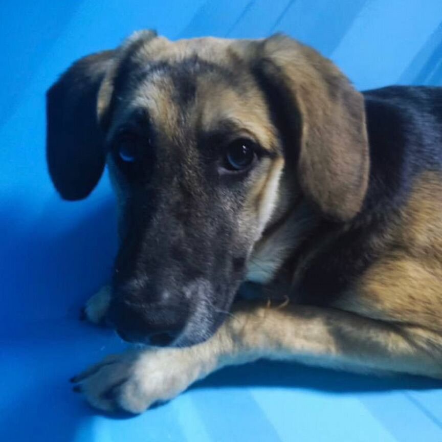 Милой собачке некуда пойти после стерилизации