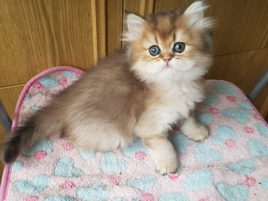 Шотландские клубные золотые