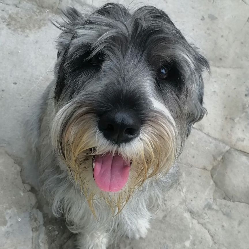 Миттельшнауцер