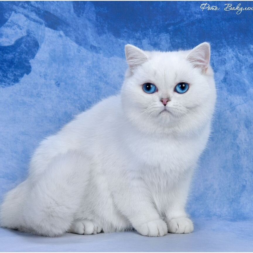 Серебристая завуалированная шиншилла поинт