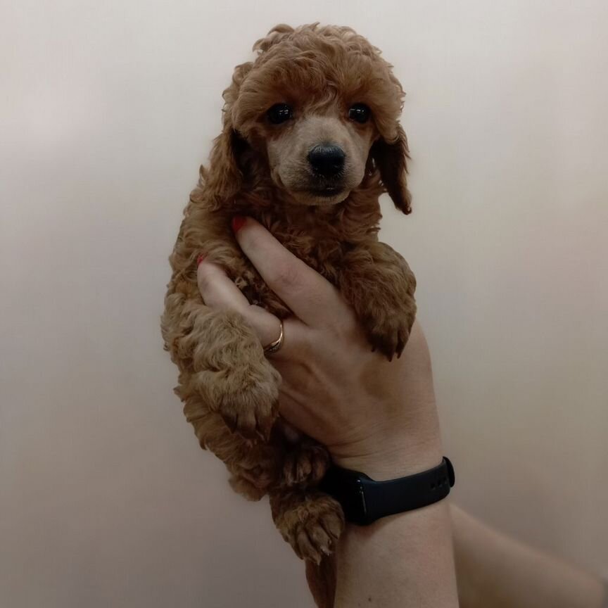 Пудель, щенок