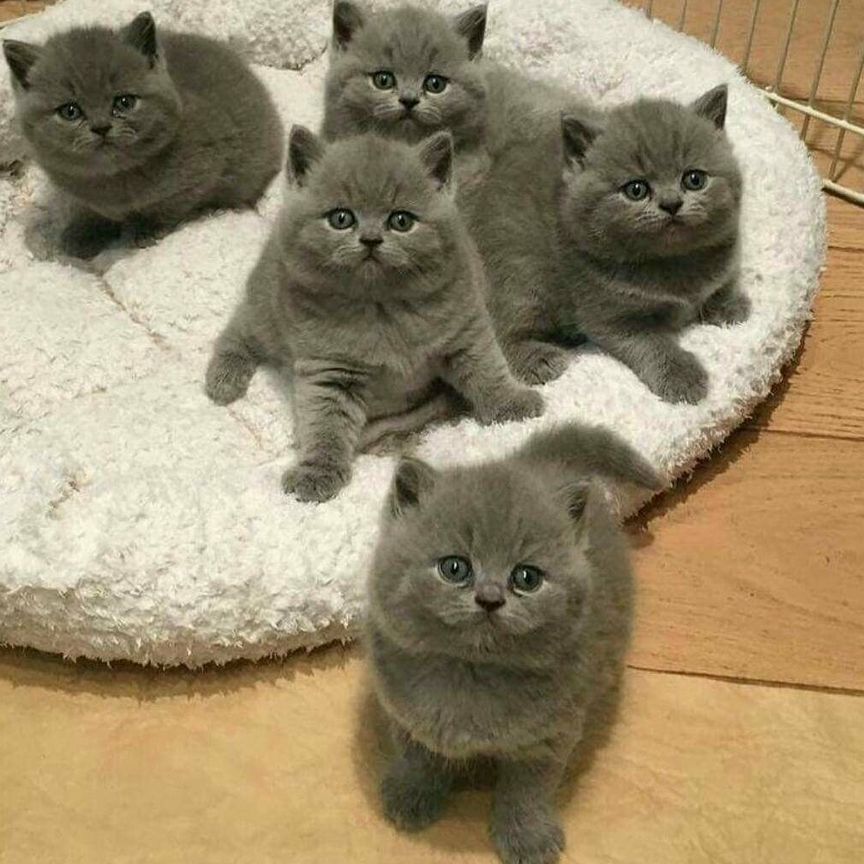 Британские котята