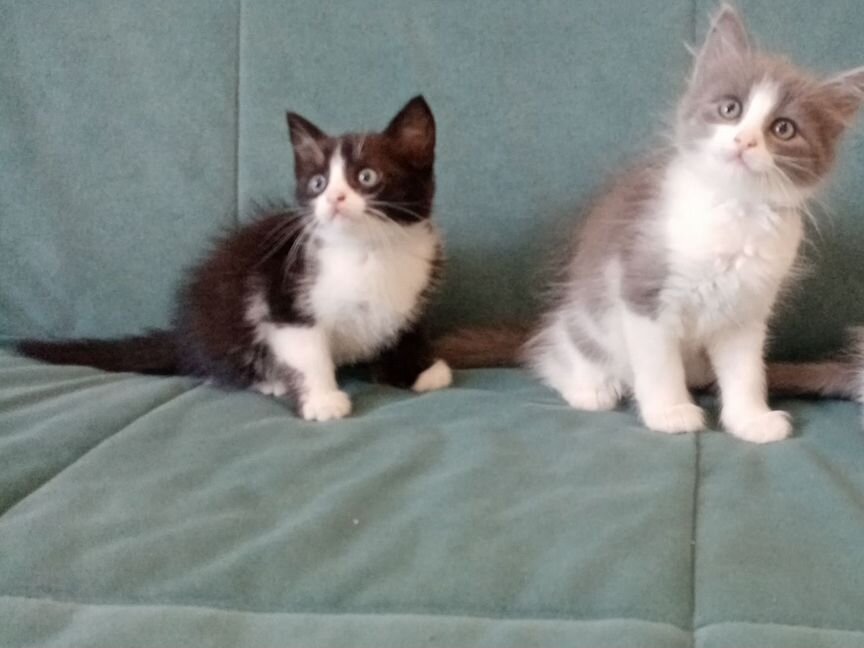 Котята отдам бесплатно