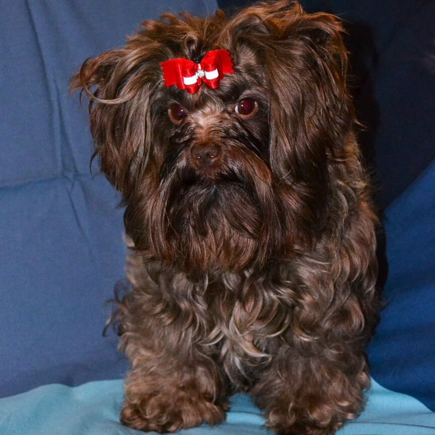 Йоркширский терьер