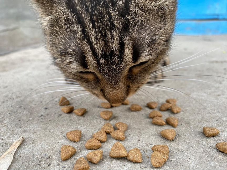 Молодая кошечка