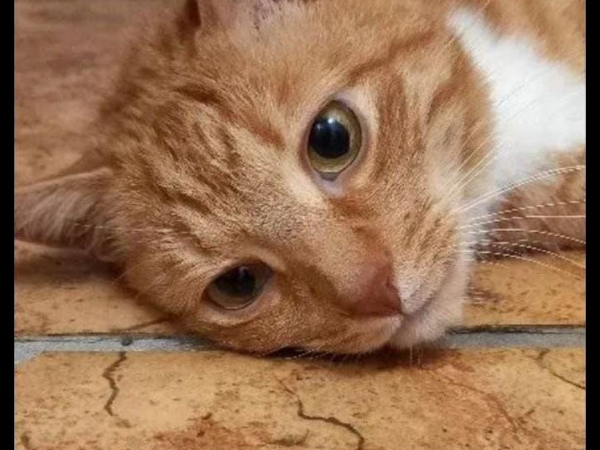 Рыжий кот ищет дом и хозяина