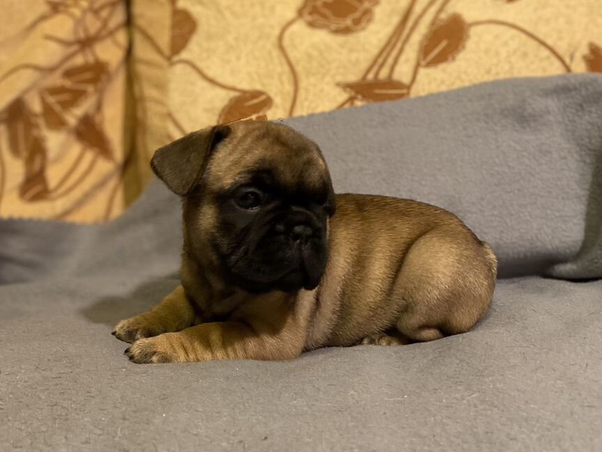 Шикарные французики от чемпионов