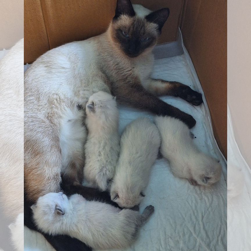 Тайские котята