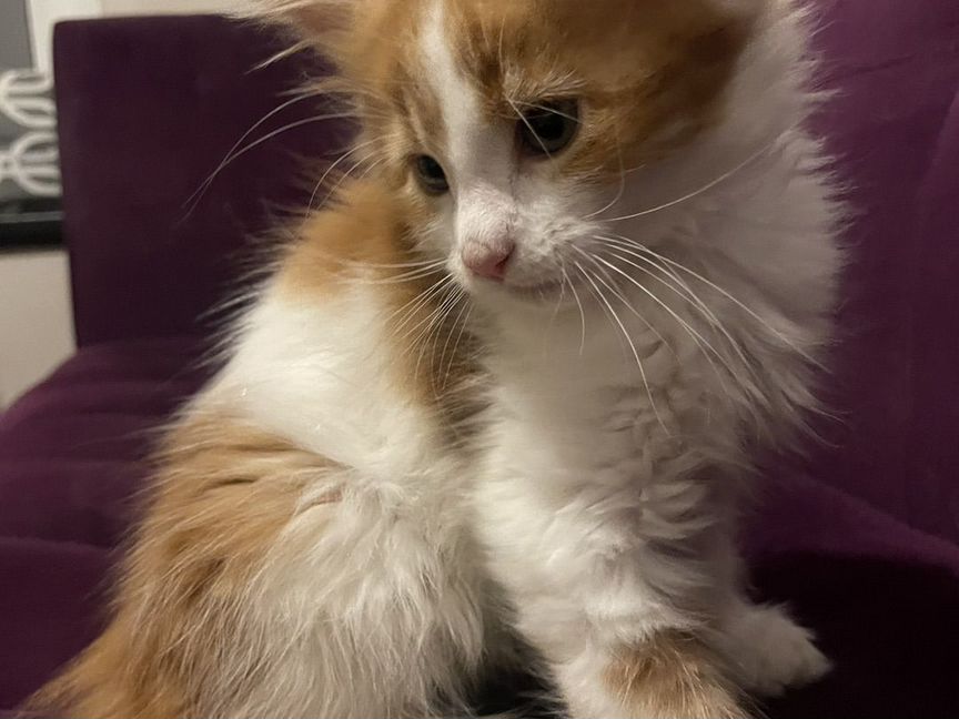 Котенок мейн кун девочка рыже-белая