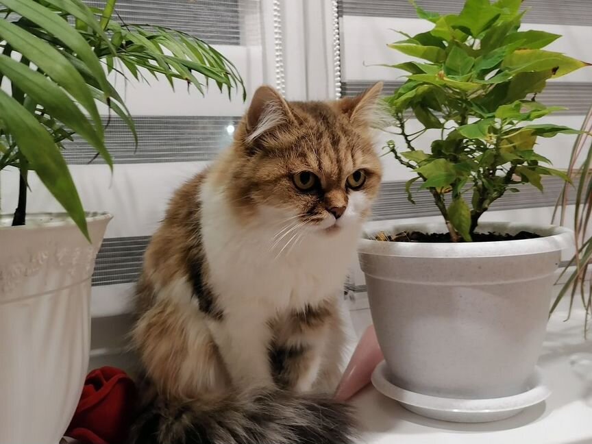 Кошка в дар бесплатно