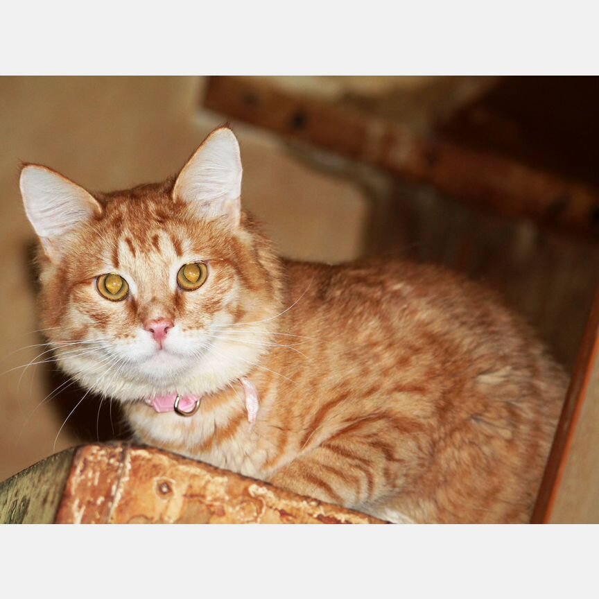 Кот ищет хозяев