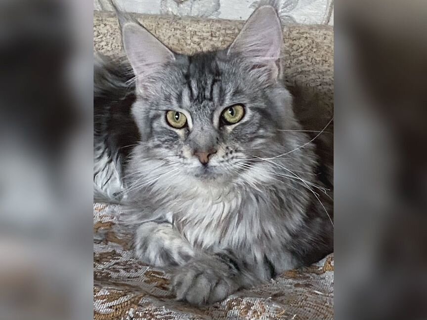 Серебрушка кун