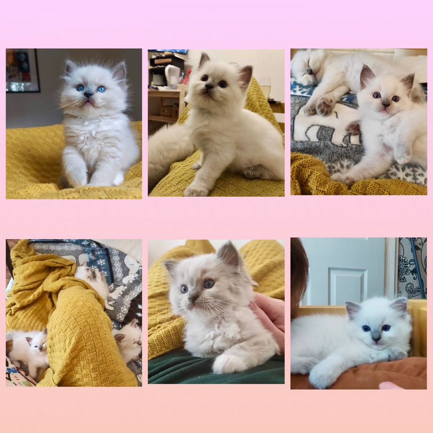 Малейшие девчушки Ragdoll