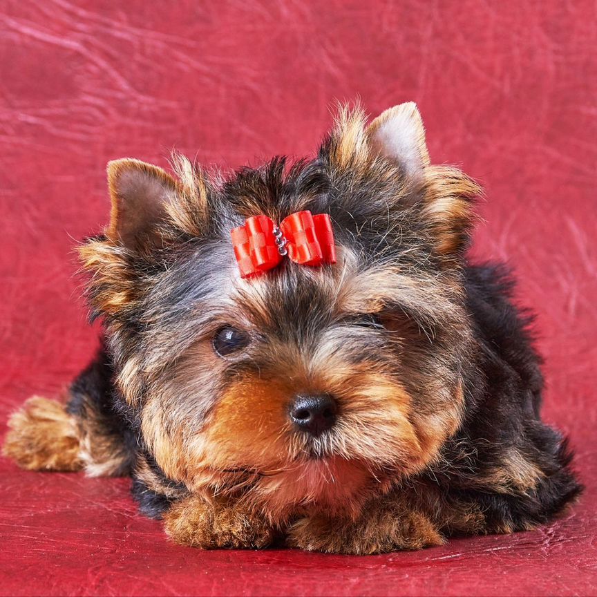 Йоркширский терьер, щенок