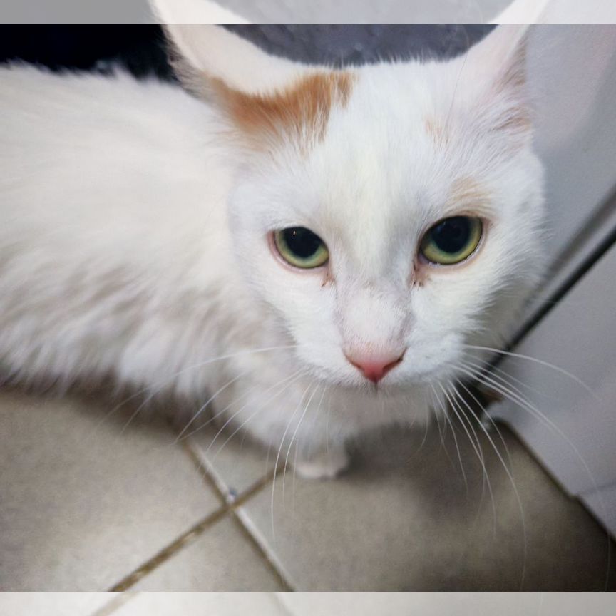 Взрослая, кошка в добрые руки