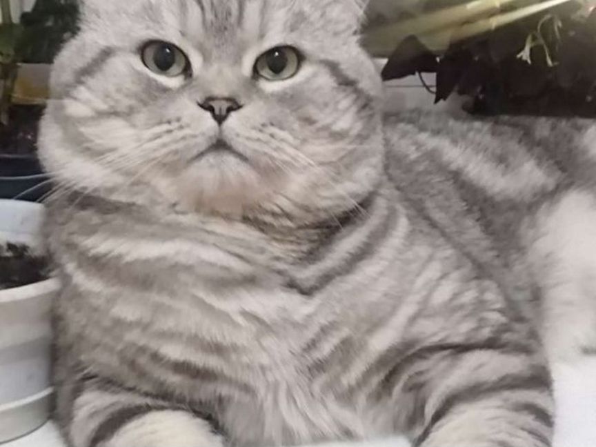 Шотландские вислоухие котята