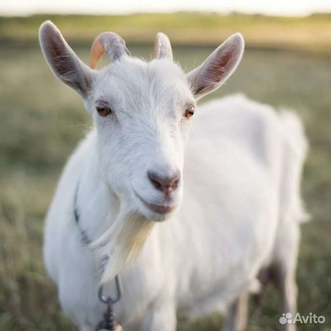 Козы на мясо