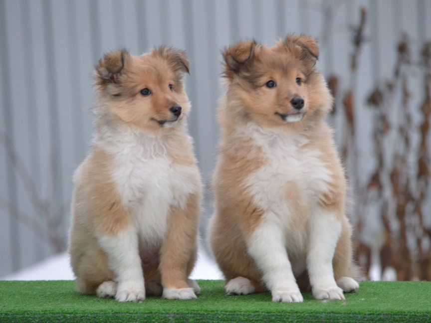 Щенки шелти