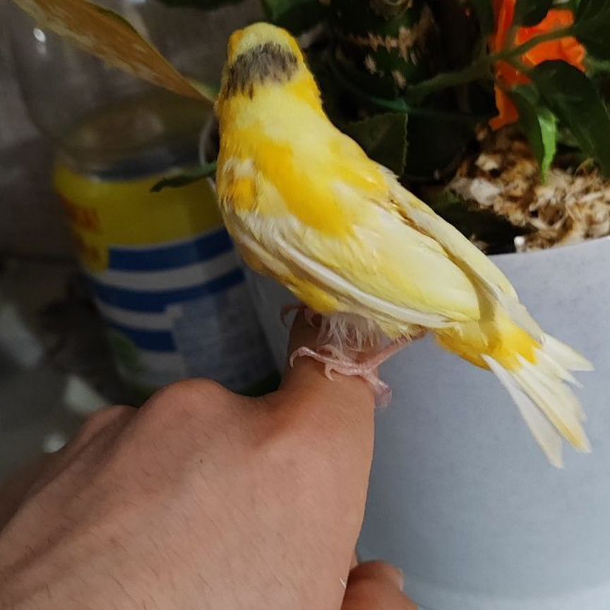 Кенар