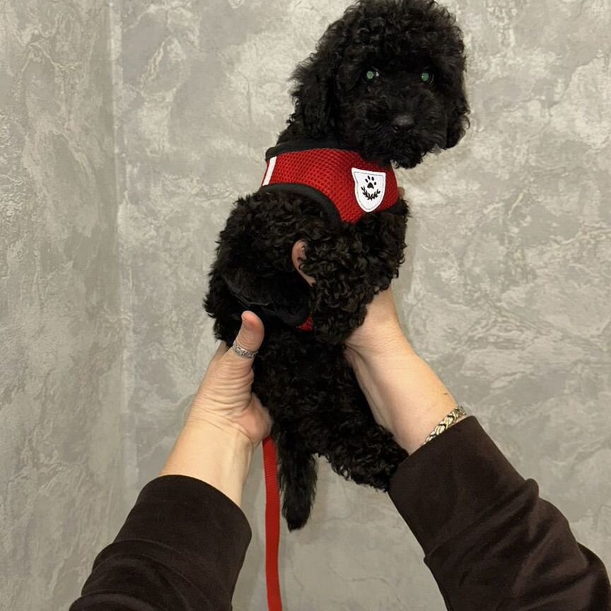 Той-пудель, щенок